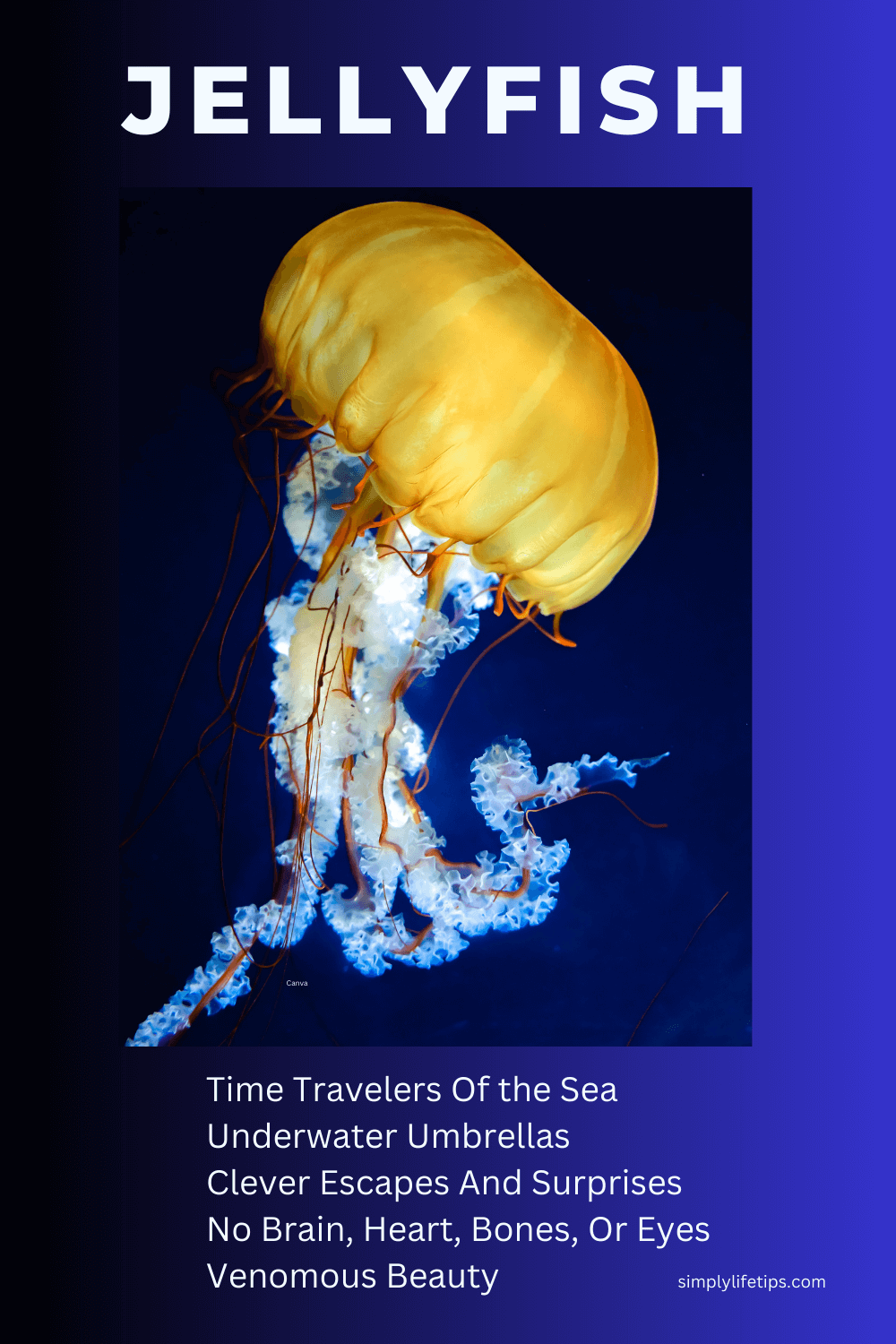 Jellyfish: Amazing Facts And Life Cycle Of Jellyfish